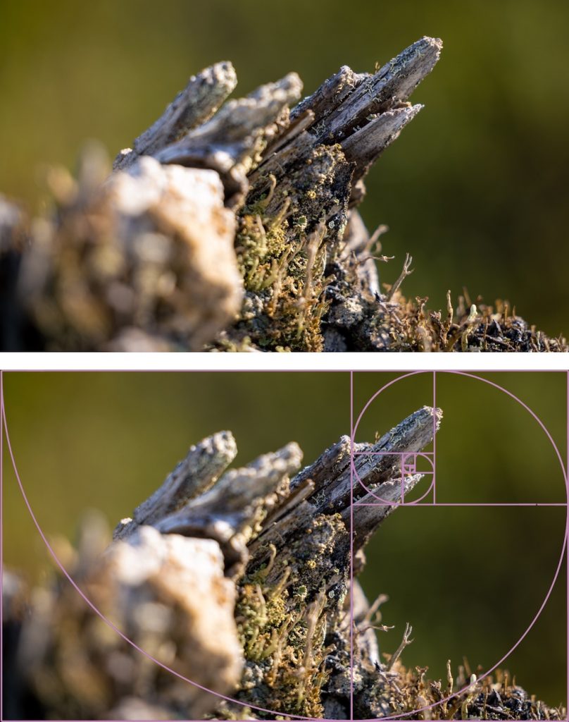 How to Use the Golden Ratio in Photography » All Good Great